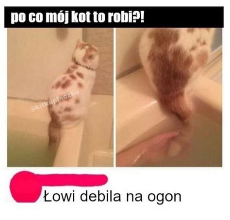 Pin by Karolina Kalina on głupie śmieszne prawdziwe obrazki Funny