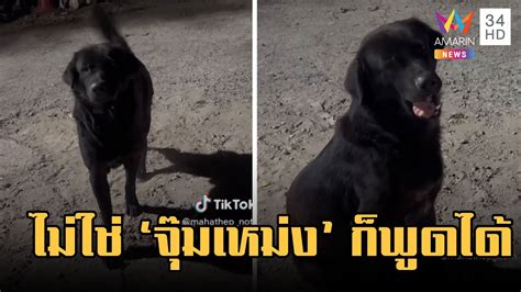 นองหมาพดได ถามอะไรตอบไดหมด คยเปนตเปนตะ YouTube