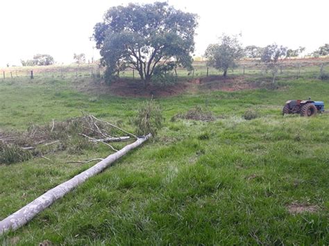 Homem Morre Ao Ser Atingido Por Eucalipto Em Propriedade Rural Em Uchoa