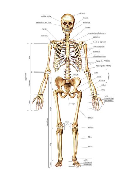 Skeletal System Photograph By Asklepios Medical Atlas Fine Art America