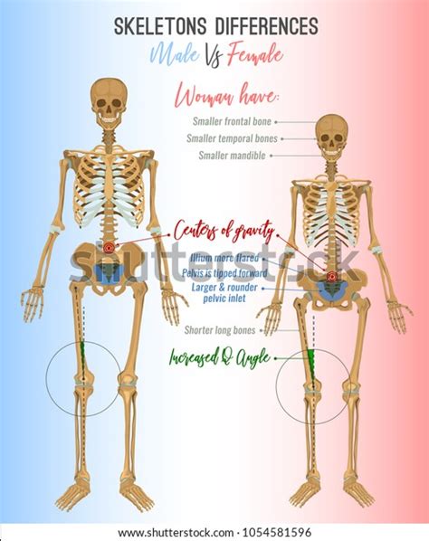 7 847 Male And Female Skeleton Images Stock Photos 3D Objects