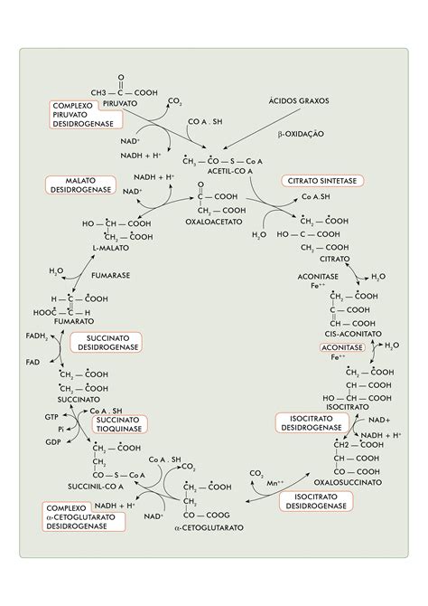 Ciclo De Krebs Facil
