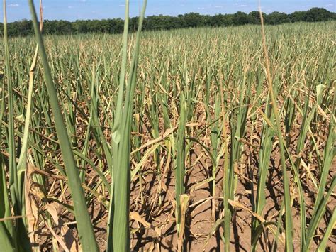 Drought Crops