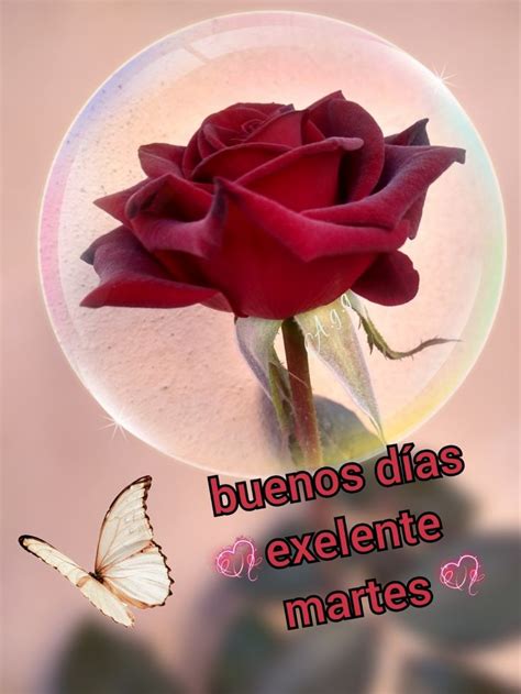 A Red Rose With A Butterfly On It And The Caption Reads Buenos Dias