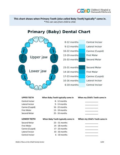 Free Printable Tooth Chart Templates Dental Chart Teeth Numbers PDF