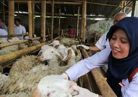 Jelang Idul Adha Pemkot Yogyakarta Siapkan Pemantauan Hewan Kurban