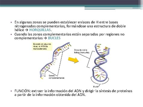 Cidos Nucleicos Caractersticas Generales De Los Cidos Nucleicos