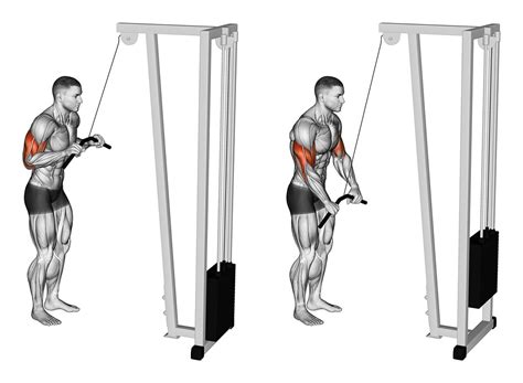 Treino de tríceps 6 dicas para deixá lo mais eficiente Treino Mestre