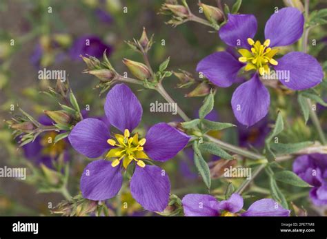 Hualputilla Fagonia Chilensis Close Up Of Flowers In The Desert After The El Nino Rains Near