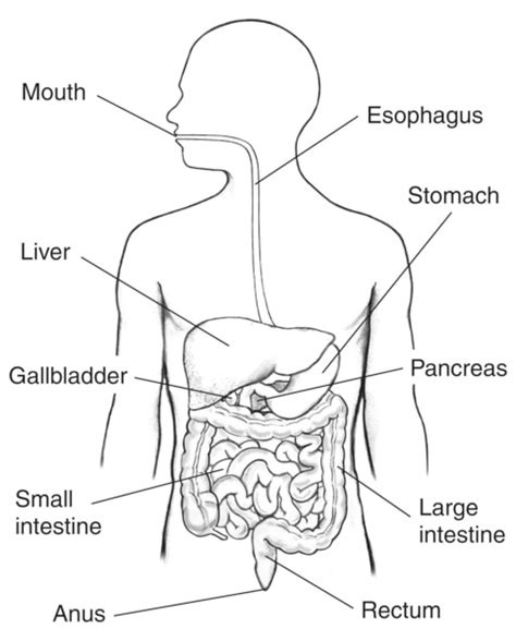 Abeka Digestive System Diagram Labeled Human Digestive Tract