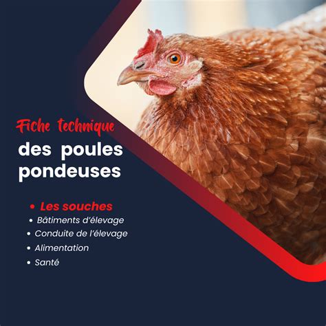 Fiche Technique Des Poules Pondeuses