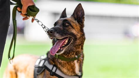 fósil avance orden requisitos para adoptar un perro policia Párrafo Se