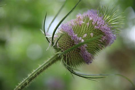 15 Plantas Silvestres Comestibles Nombres Y FOTOS