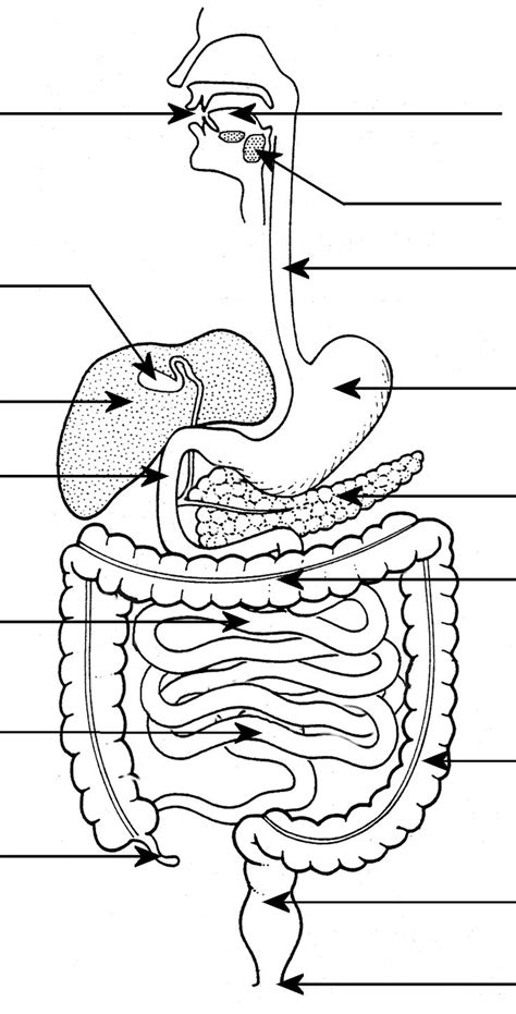 Coloriages D Organes Coloriage Corps Humain Coloriage Organes Corps B10