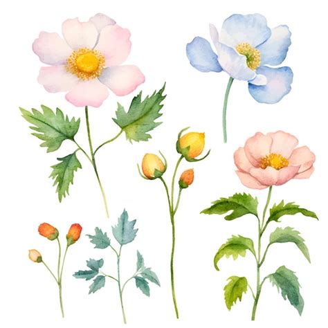 Akwarela Kwiaty Botaniczny Ilustracja Clipart Premium Wektor
