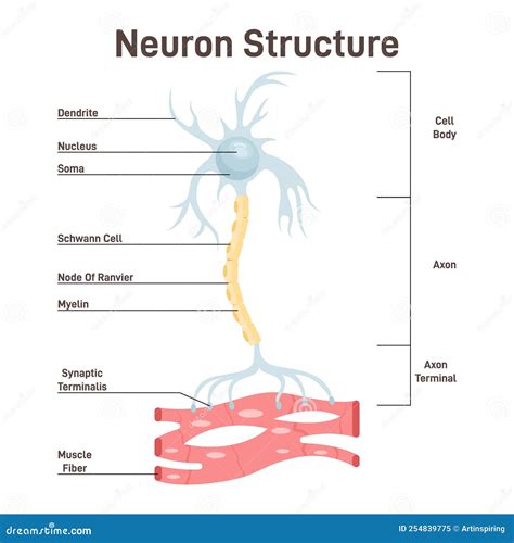 Parts Of A Neuron Anatomy