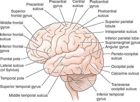 Pre And Postcentral Gyrus Function Brain And Cranial Nerves Medicine