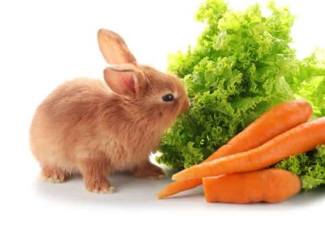 Como Comen Los Conejos DonComo