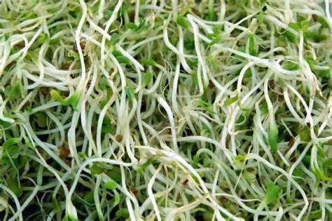 Los Alimentos Prohibidos En El Embarazo