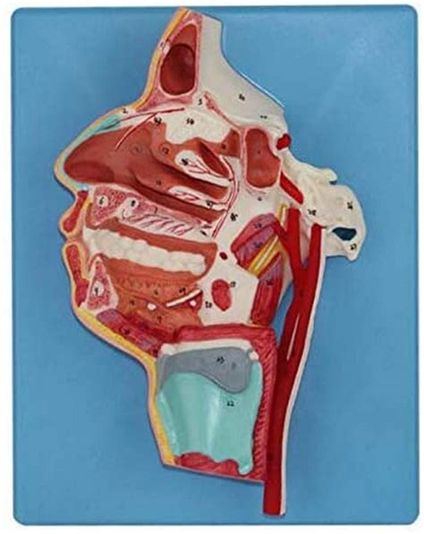 Buy Yz Yuan Shows Normal Larynx And Pharynx Model Human Medical