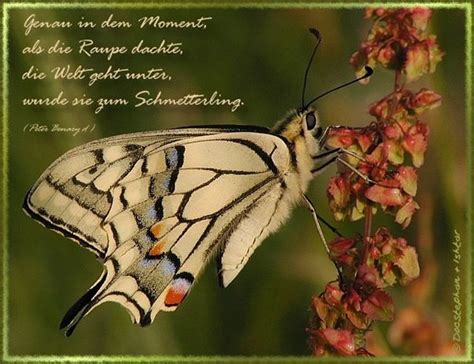 Pin auf Sprüche Weisheit Zitate