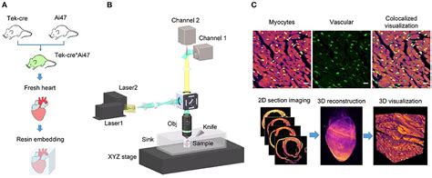 Frontiers Three Dimensional Visualization Of Heart Wide Myocardial