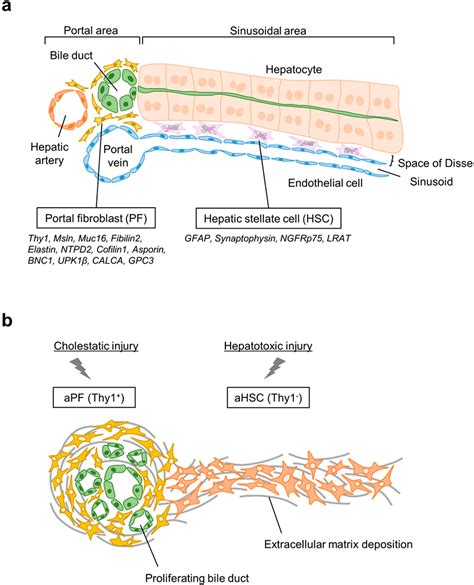 Figure 1 From The Role Of Mesothelin In Activation Of Portal