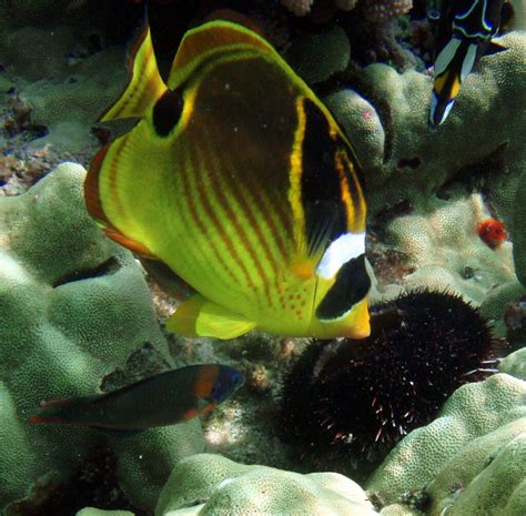 Veja os Peixes Mais bonitos para seu aquário Dinho S Reef