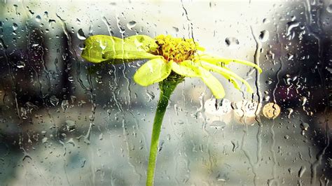Relaxing Piano Music With Rain Sound Rain Sound For Sleeping Video