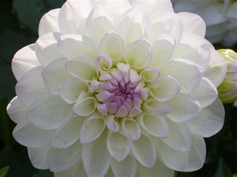 Banco de imagens natureza Flor plantar branco flor pétala