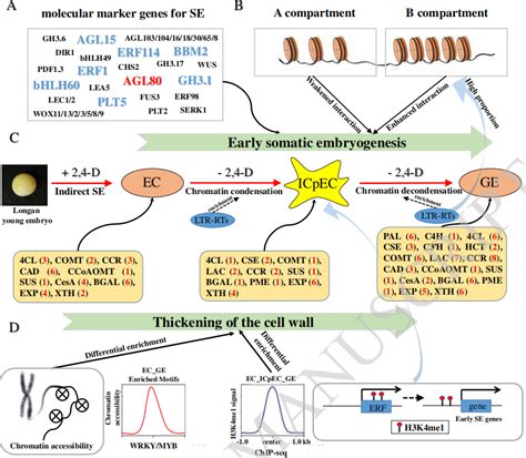 Atac Rna Seq