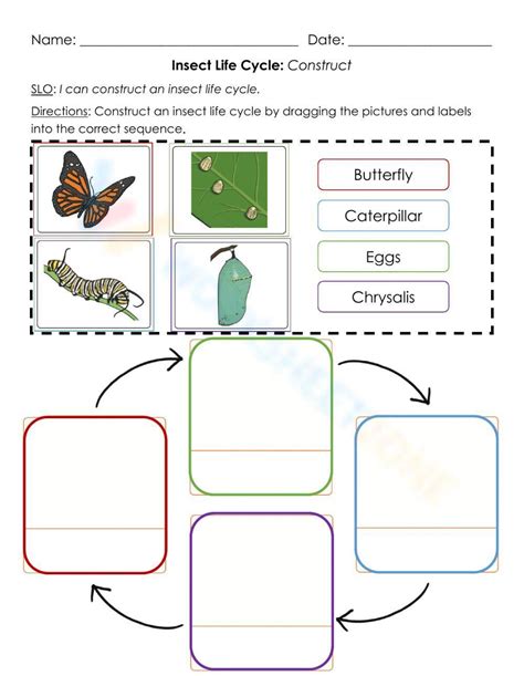 Free Printable Interactive Insect Life Cycle Worksheets Worksheets
