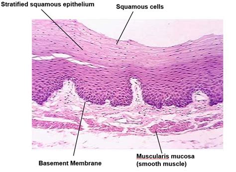 Simple Squamous Epithelium Diagram Quizlet