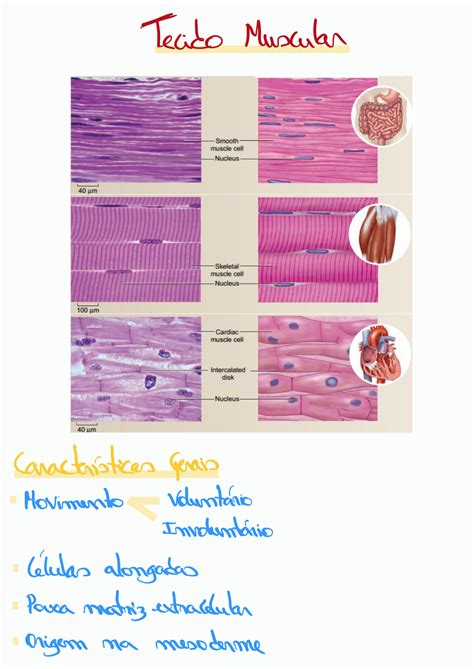 SOLUTION Tecido Muscular Histologia Studypool