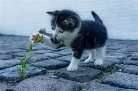 R Yada Kedi G Rmek Ne Anlama Gelir R Yada Kedi Yavrular G Rmek Yavru