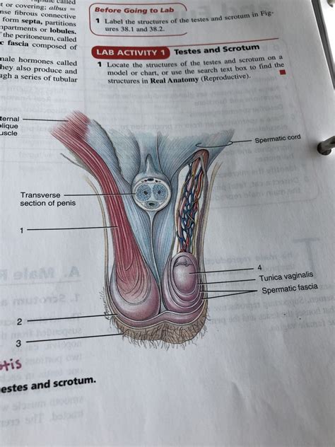 38 1 Testes And Scrotom Diagram Quizlet