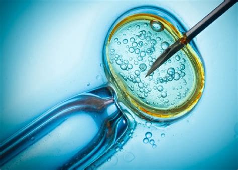 Insemina O Artificial X Fertiliza O In Vitro Entenda A Diferen A