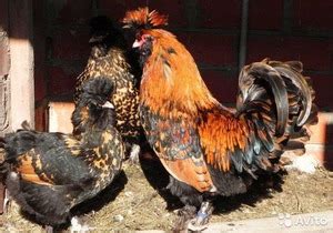 Pavlovskaya Chicken A Description Of The Breed Hunting Fishing