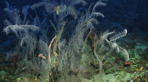 Coral Reefs Our Ocean S Bastions Schmidt Ocean Institute