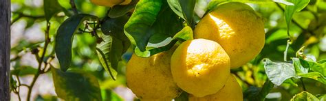 Come Potare Il Limone Efco