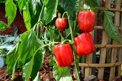 The Best Companion Plants For Peppers Growfully