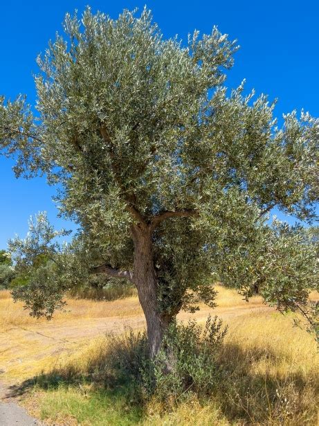 Olive Tree Free Stock Photo Public Domain Pictures