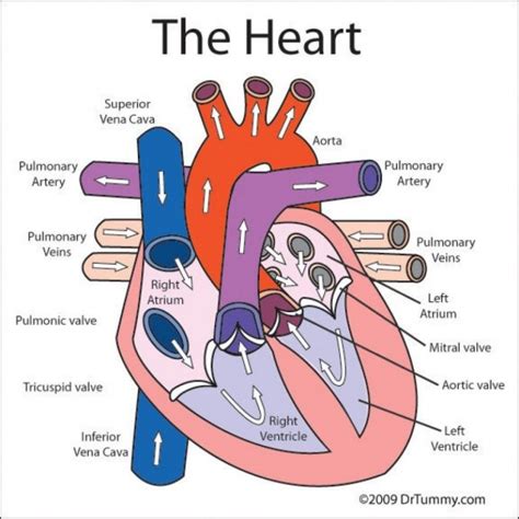 Structure Of The Human Heart Labeled