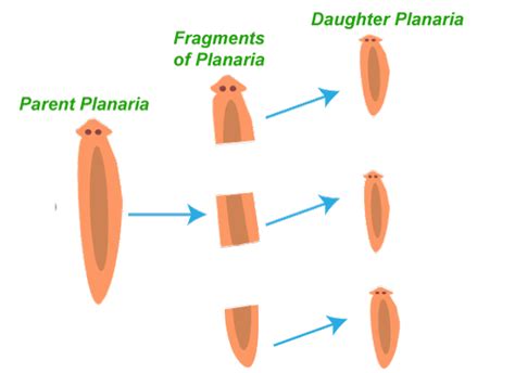Types Of Asexual Reproduction Online Tutorials Library List