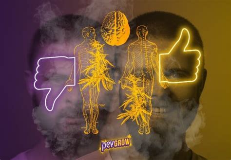 Enchev Trement Pr Position Manifestation Les Effets De La Weed A Long