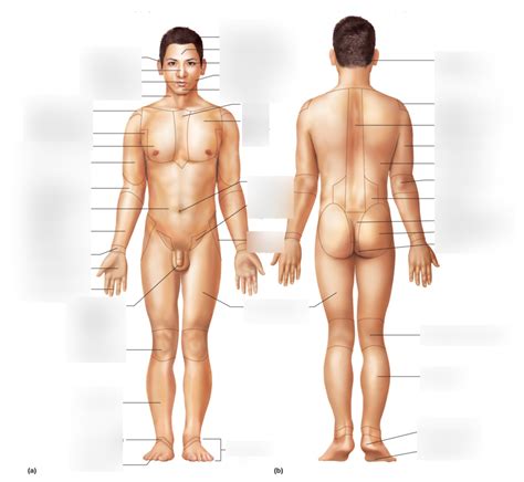 Anatomy And Physiology Diagram Diagram Quizlet
