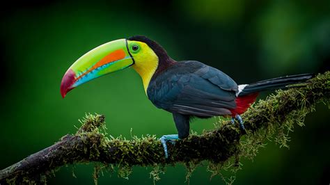 Close Up Of Keel Billed Toucan Toucan Perching On A Branch Costa Rica