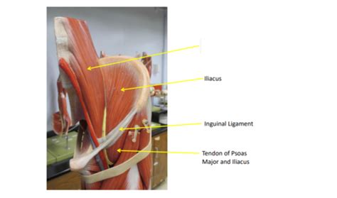 Anatomy Lab Lower Extremity Flashcards Quizlet