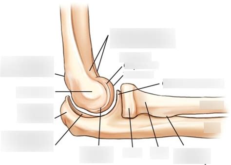Lateral Elbow Diagram Quizlet