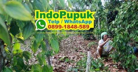 Pupuk Za Untuk Kelapa Sawit Jenis Pupuk Kelapa Sawit Dosis NPK TSP ZA